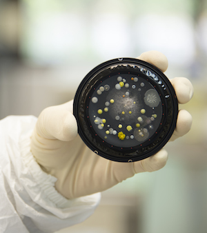 Growth Direct™ EM Cassette Compared to Conventional Media [Webinar]